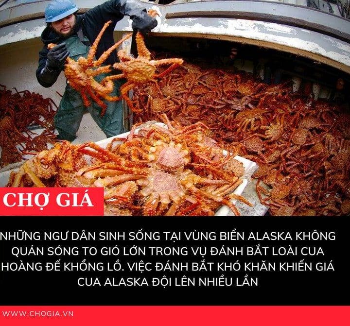 Cua alaska là gì? Giá cua alaska hôm nay bao nhiêu